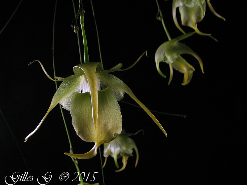 Angraecoid orchids: Aeranthes angustidens H. Perrier (1938)