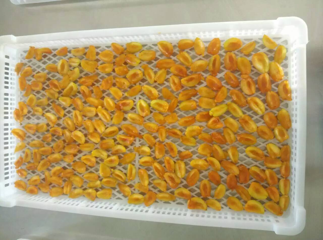 Bwaypeeler: Automatic Cherry destoning machine(cherry pitter)