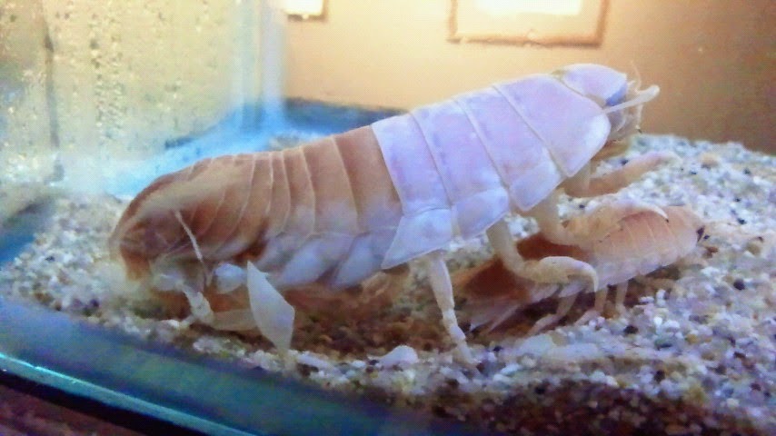 The Echinoblog: 5 EPIC Deep-Sea Giant Isopod (Bathynomus) Observations ...