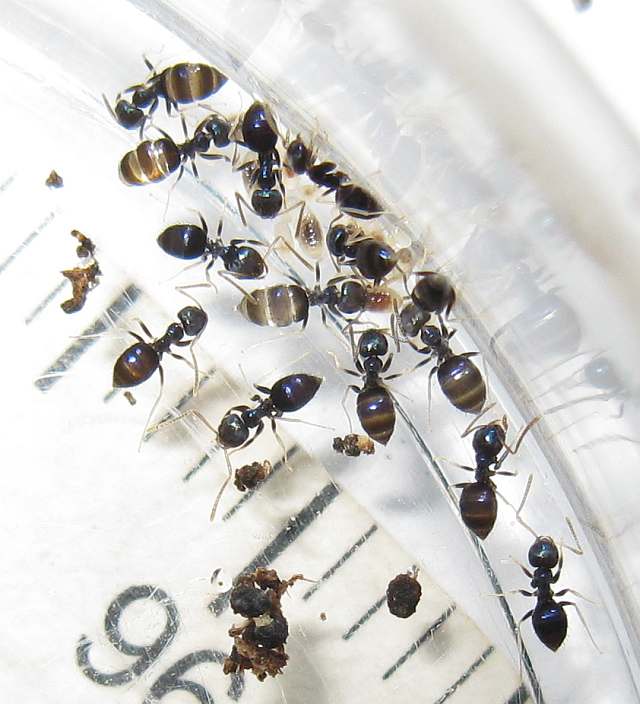 Photos and Info on Ants and Termites of Malaysia: Technomyrmex The ...