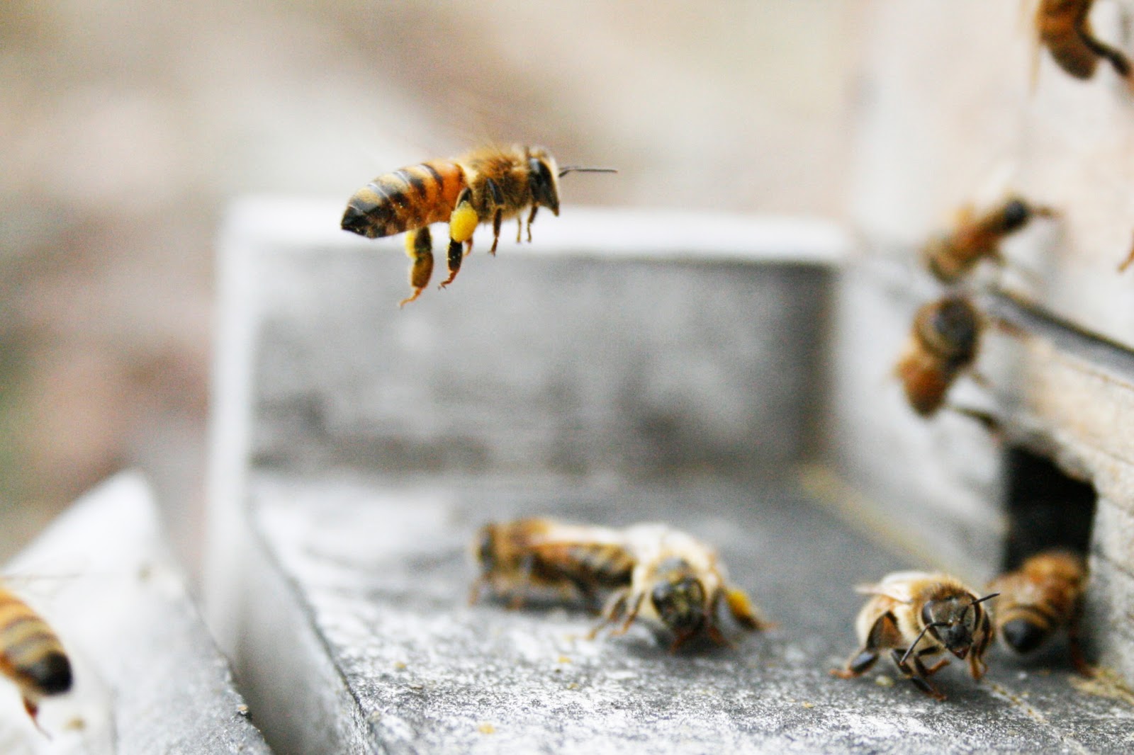 Beekeeping from the Beginning