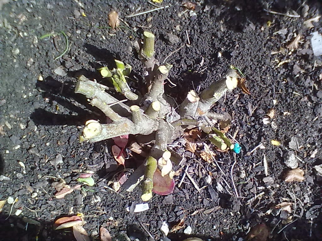 Rachel the Gardener: April: time to Cut Back the Cornus.