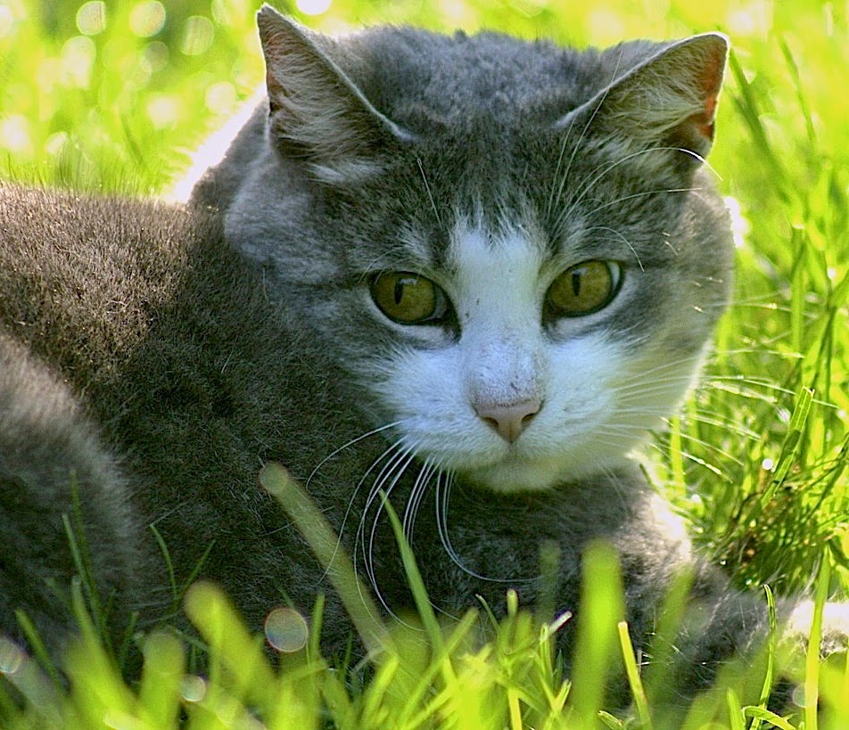 Lindy Reads and Reviews: The Guest Cat by Takashi Hiraide