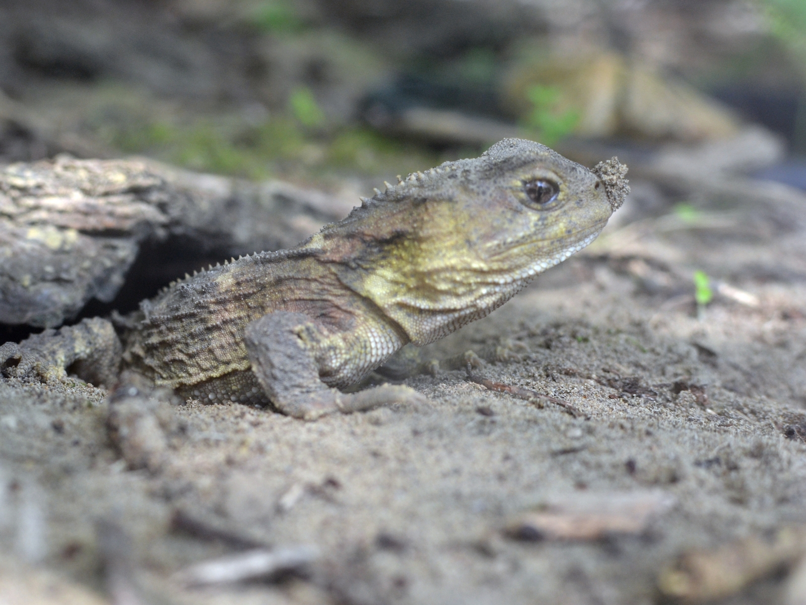 Making the most of Welly's Wildlife | the adventures of MNMs