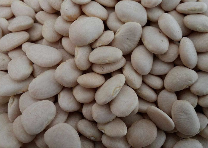 Pallar - Phaseolus lunatus