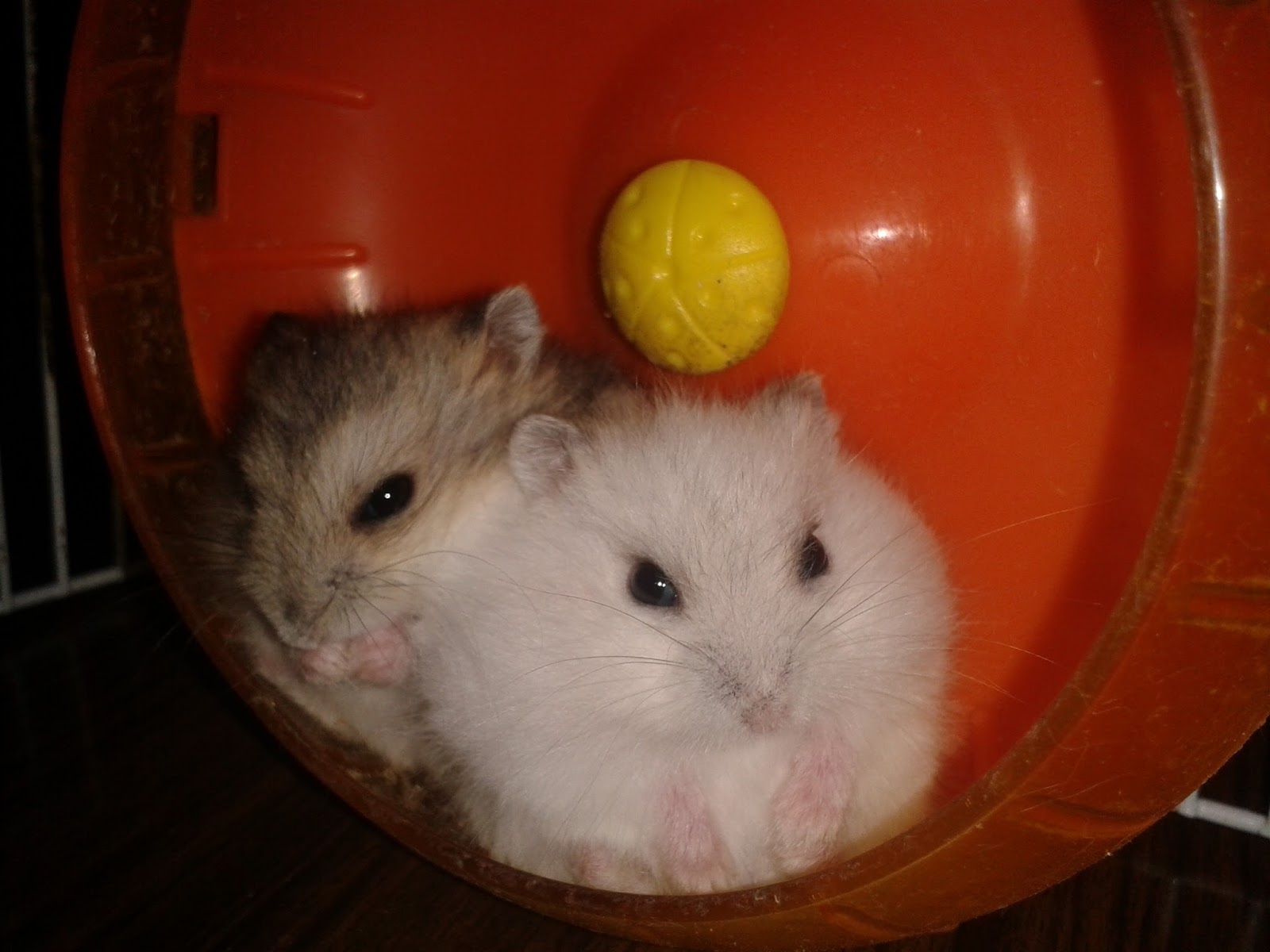 El hamster y todo lo que debes saber sobre él: Tipos de hamster más ...