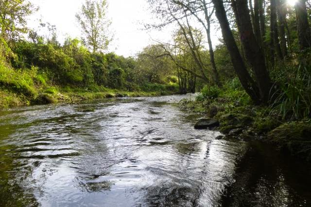 Becks and Brown Trout, Bamboo too: Scarborough Scalby beck an ...