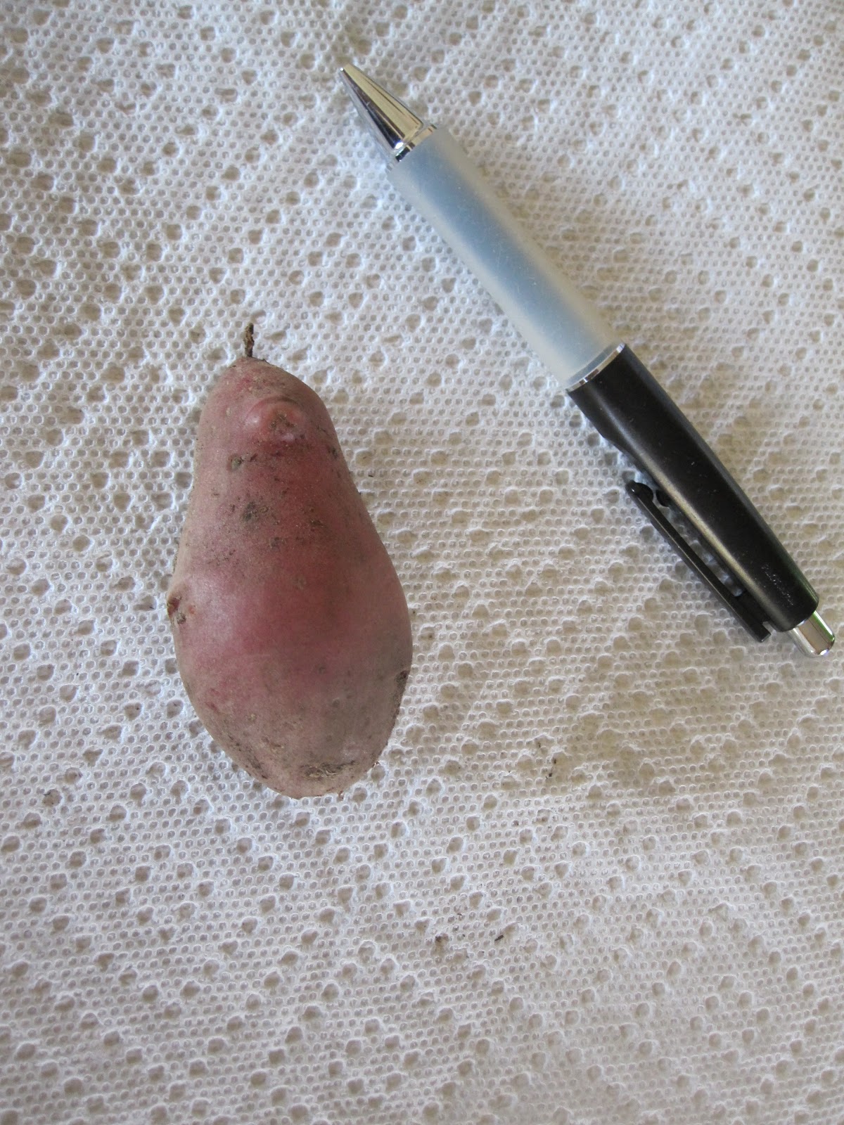 Becky's Blabber: Potato - Fail