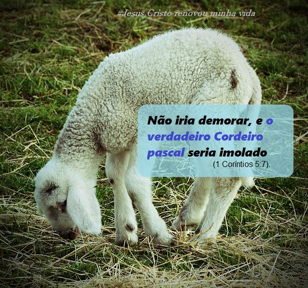 Jesus Cristo Renovou Minha Vida: Os discípulos preparam a PÁSCOA