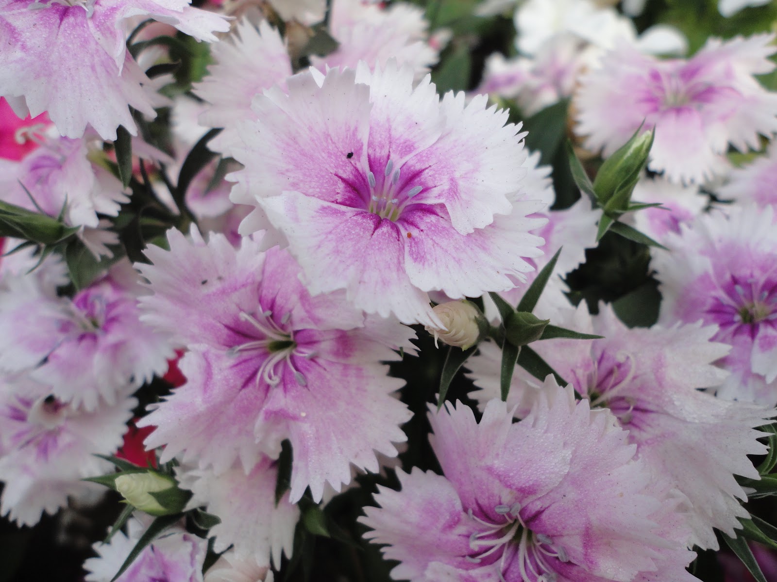 Avibration: Frilly ornamental Anthos Dianthus-Garden(14)