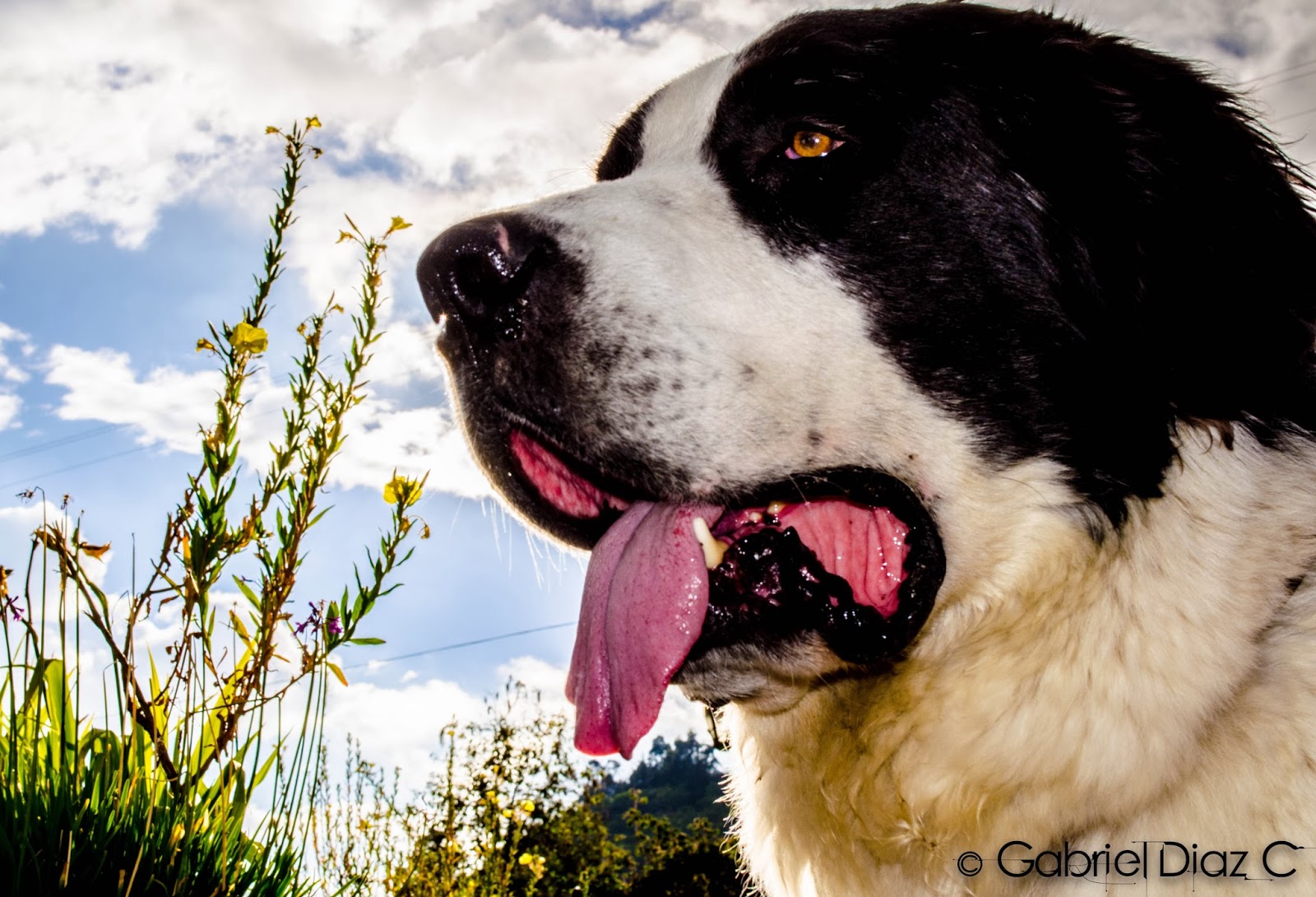 Páramos Andinos: Monumento al Perro Nevado