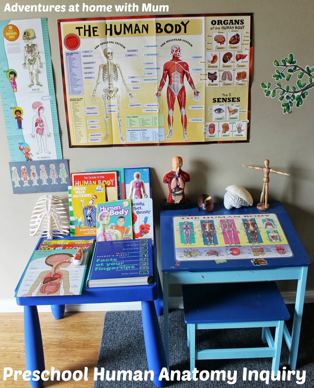 Adventures at home with Mum: Building a Body - Preschool Anatomy