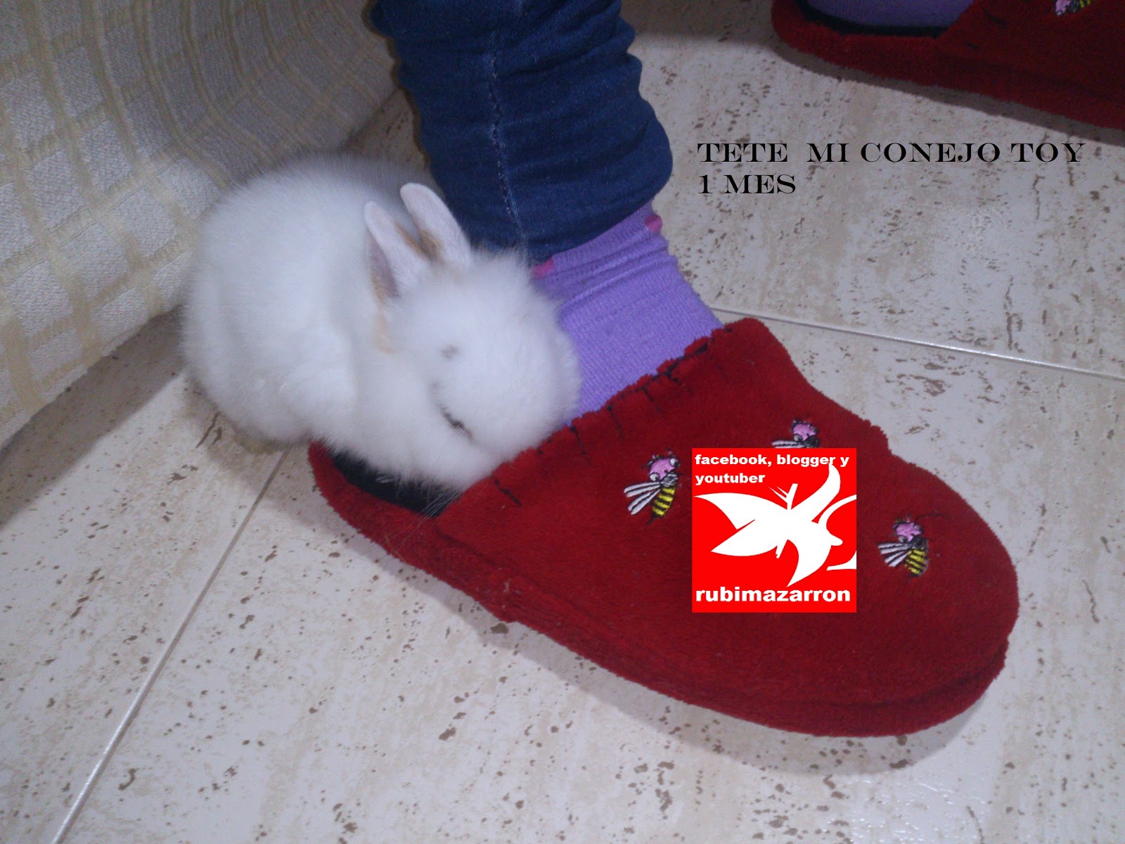 Rubi: Conejo enano toy