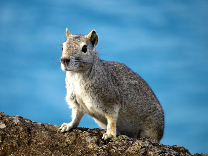 BLOGDOROCHA: O SIGNIFICADO DE MOCÓ