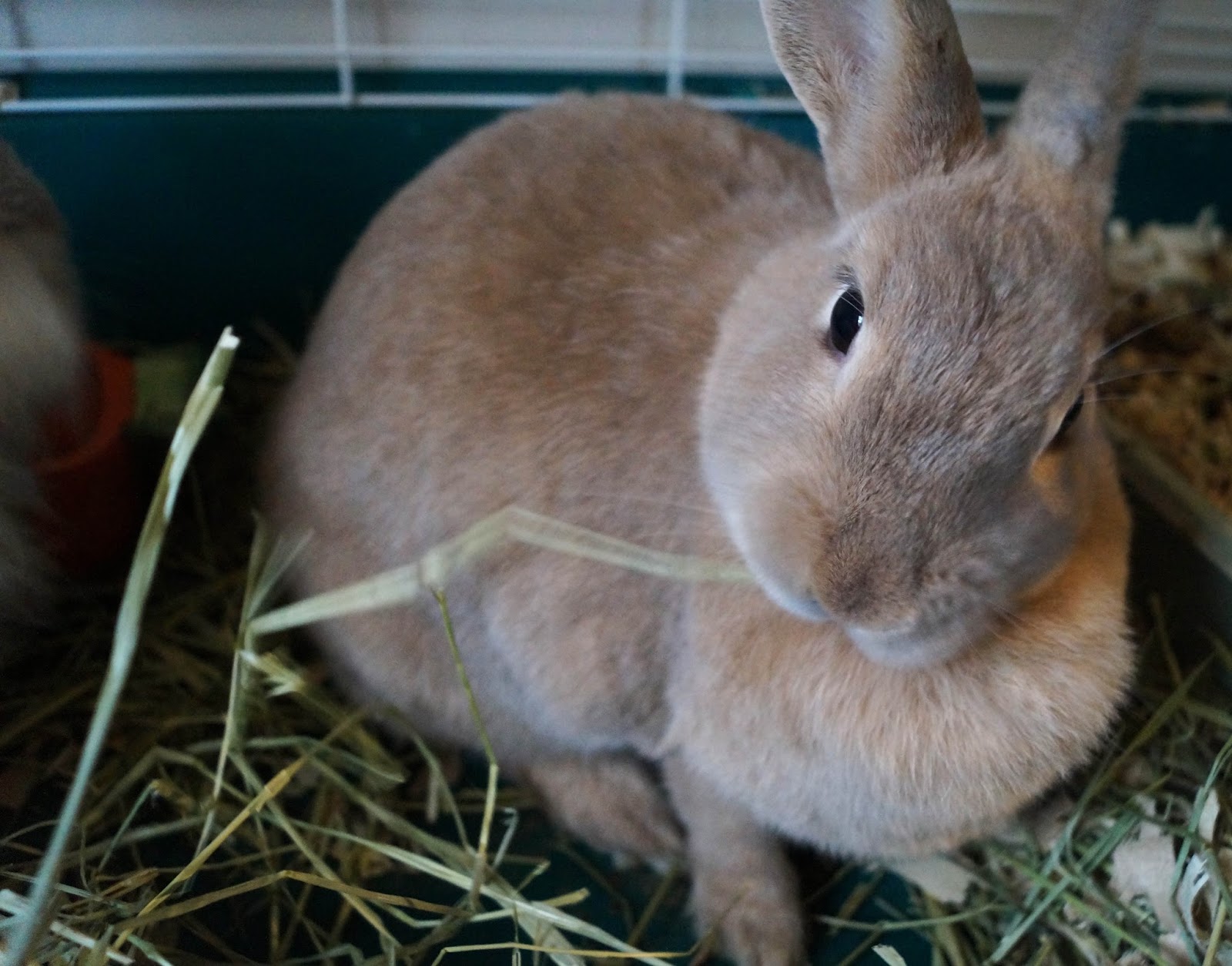 The Happy Clown With A Frown: Rabbit Hole Hay - Timothy Hay Delivered ...