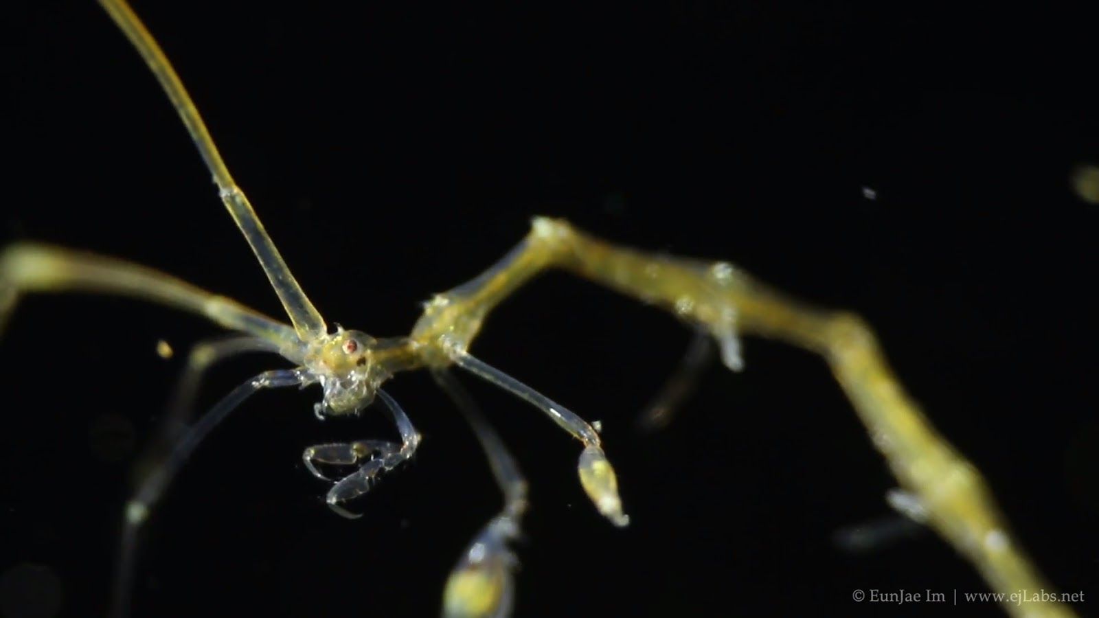 Real Monstrosities: Skeletons of the Sea