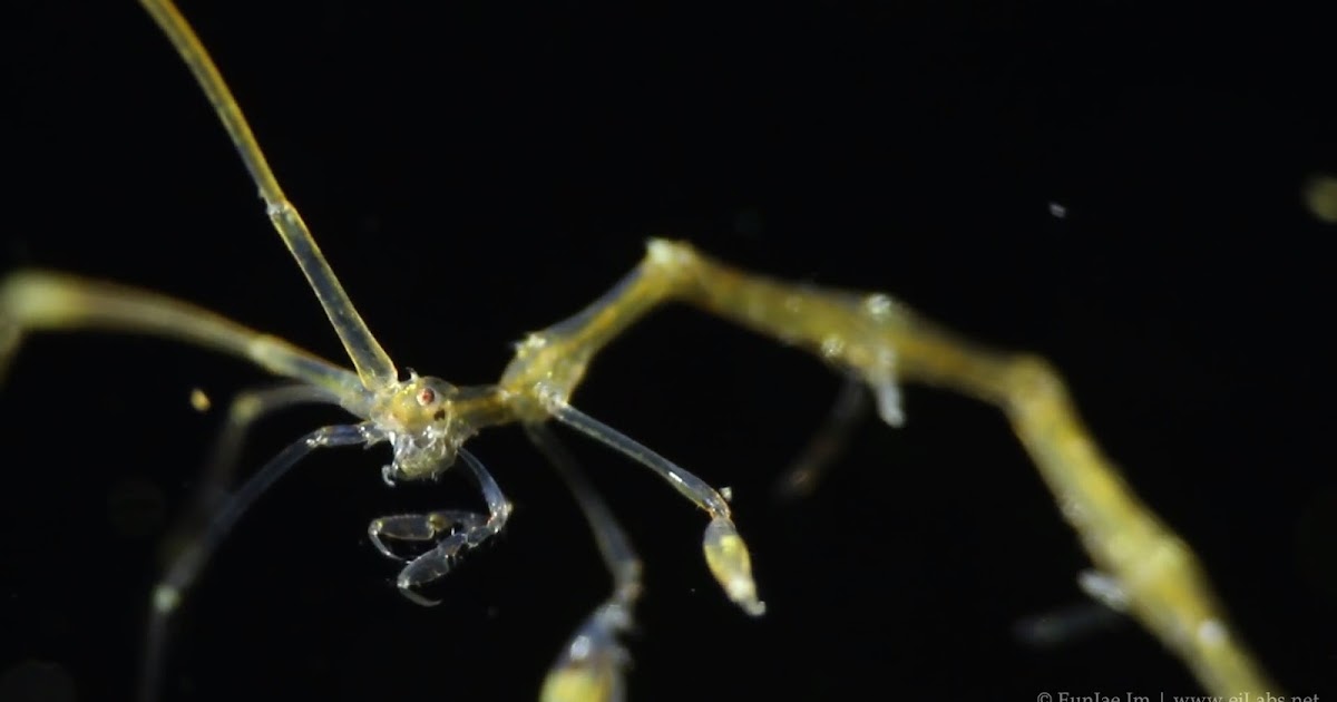 Real Monstrosities: Skeletons of the Sea