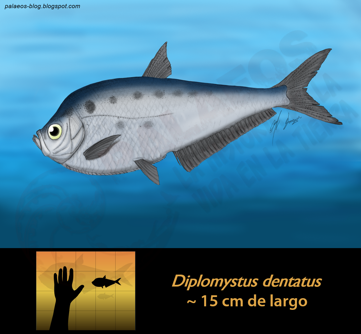 Palaeos, la historia de la Vida en la Tierra: PALEOFICHA: Diplomystus spp.