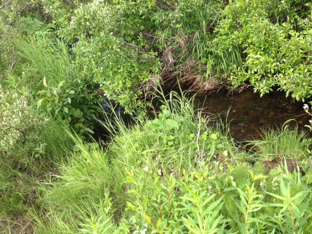 Hiking - Homestead Trail: Self-Guided Nature Trail | Guide for Alaska's ...