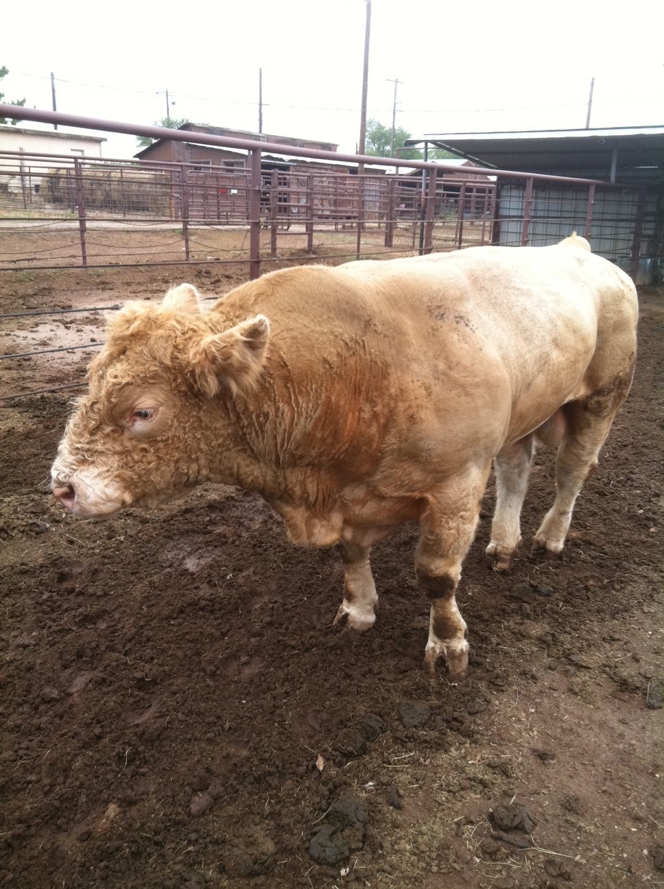 DIAMOND G CATTLE CO.: Yellow Jacket