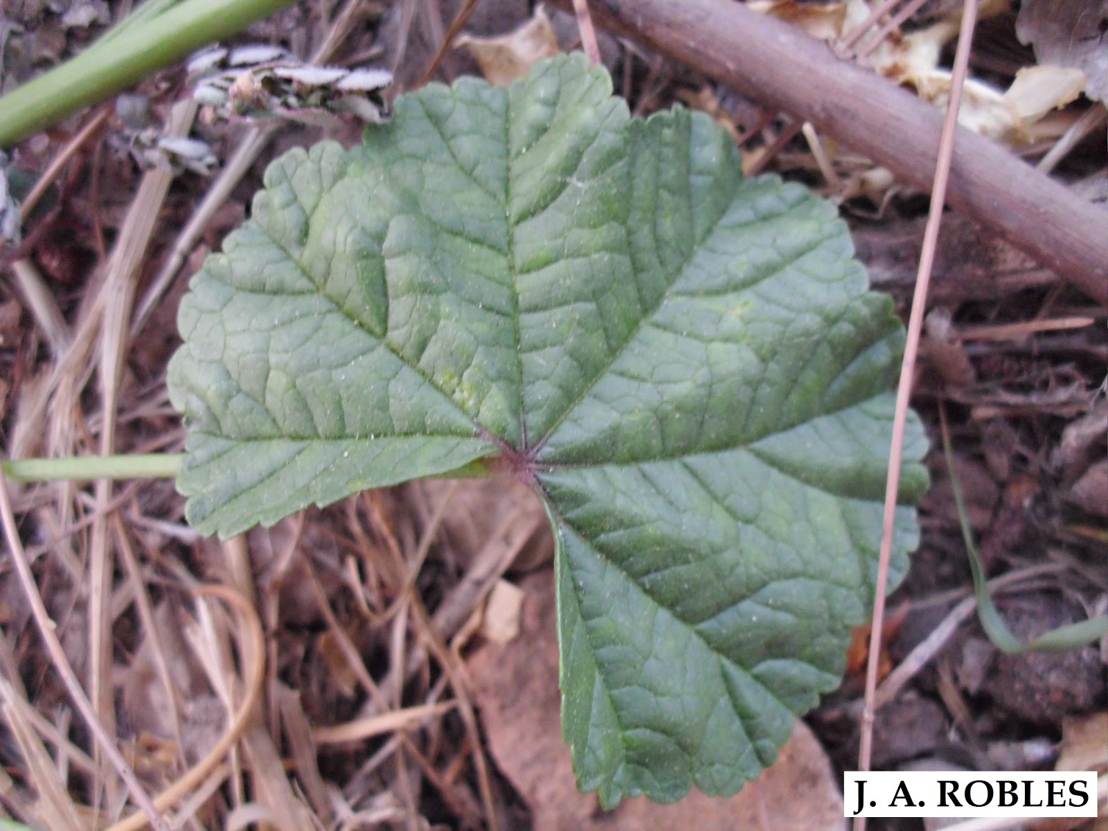 Silencio verde, la vida...: Malva sylvestris (malva común, malva ...