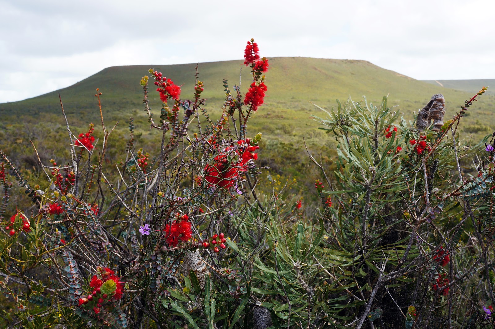 Lesueur & Gardner Trails (Lesueur National Park) ~ The Long Way's Better