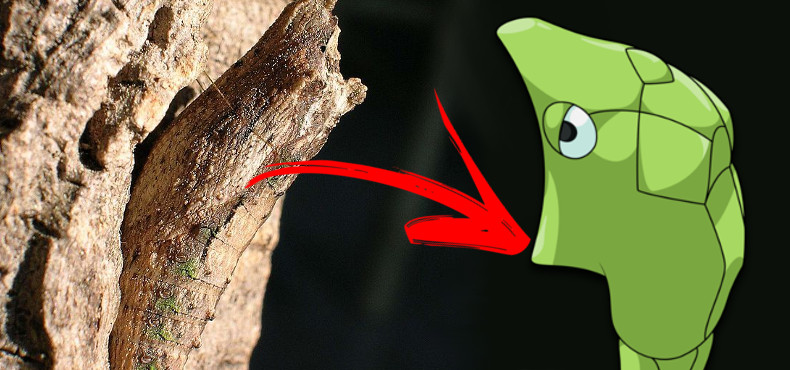 Pokémons na Vida Real - Caterpie | QN