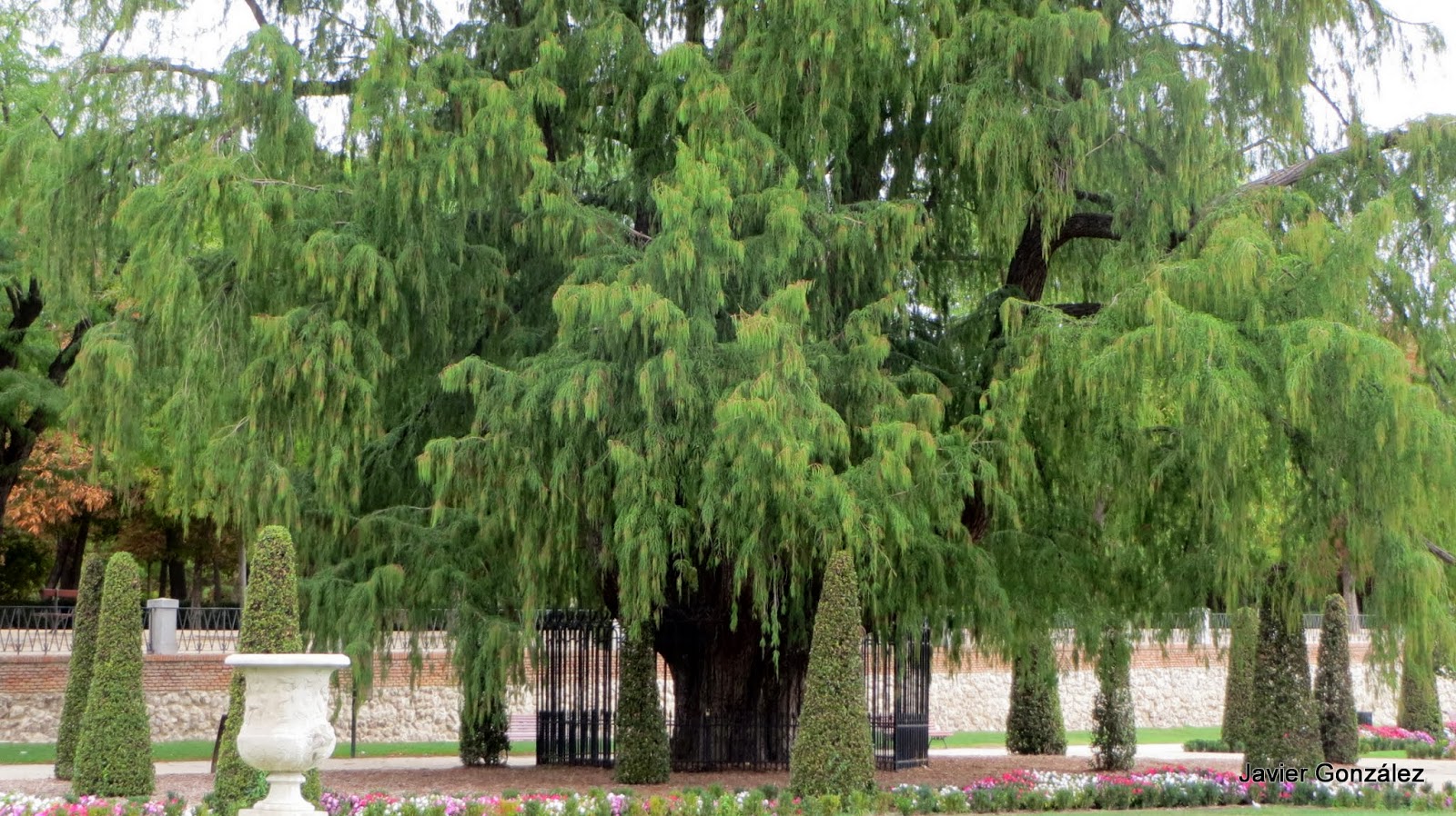 Las imágenes que yo veo: Parque del Retiro. El árbol más antiguo de ...