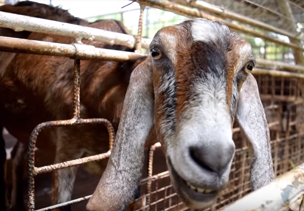 Garin farm San Joaquin Iloilo ~ ILOILO BEST HOUSES