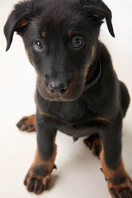 Beauceron Puppy Best Pictures | Puppy Photos Collection
