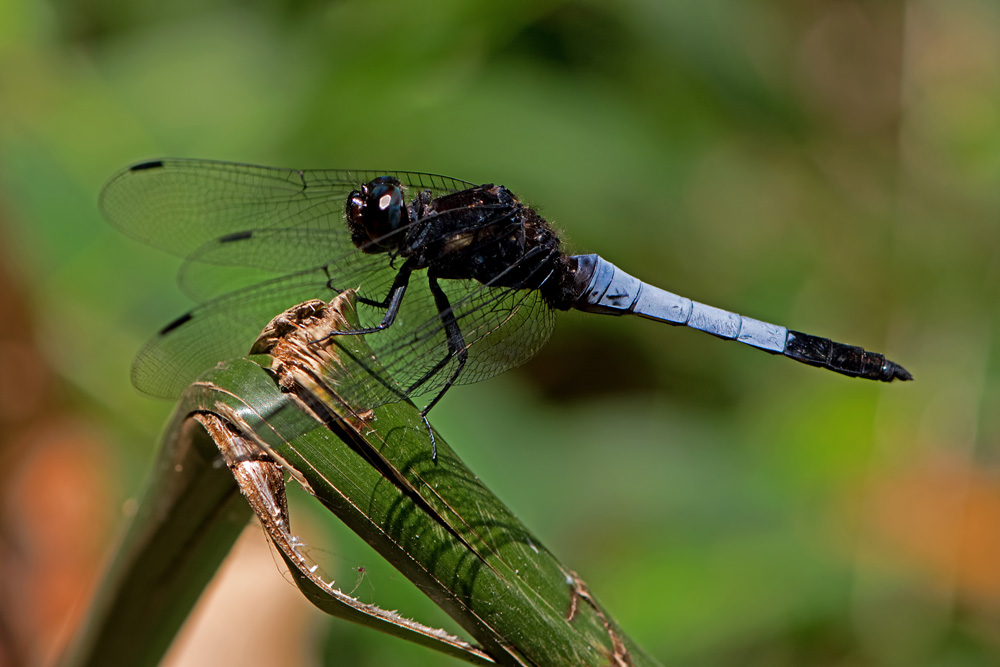 Odonata of Thailand Checklist | BugsAlive