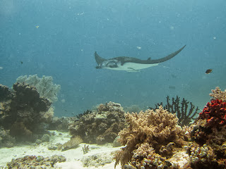 el moderno prometeo: Vertebrados: Peces.