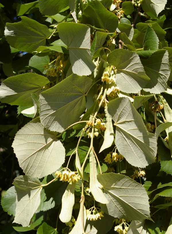 John Grimshaw's Garden Diary: Tilia tomentosa 'Petiolaris'
