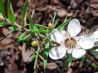 Integrative Medicine Blog: What is manuka?