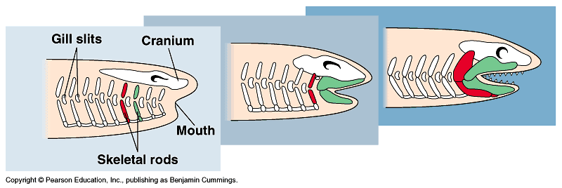 Evolutionary Vertebrate Zoology: No intelligent design, only evolution ...