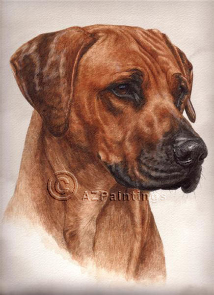 AZPAINTINGS : Rhodesian Ridgeback painting