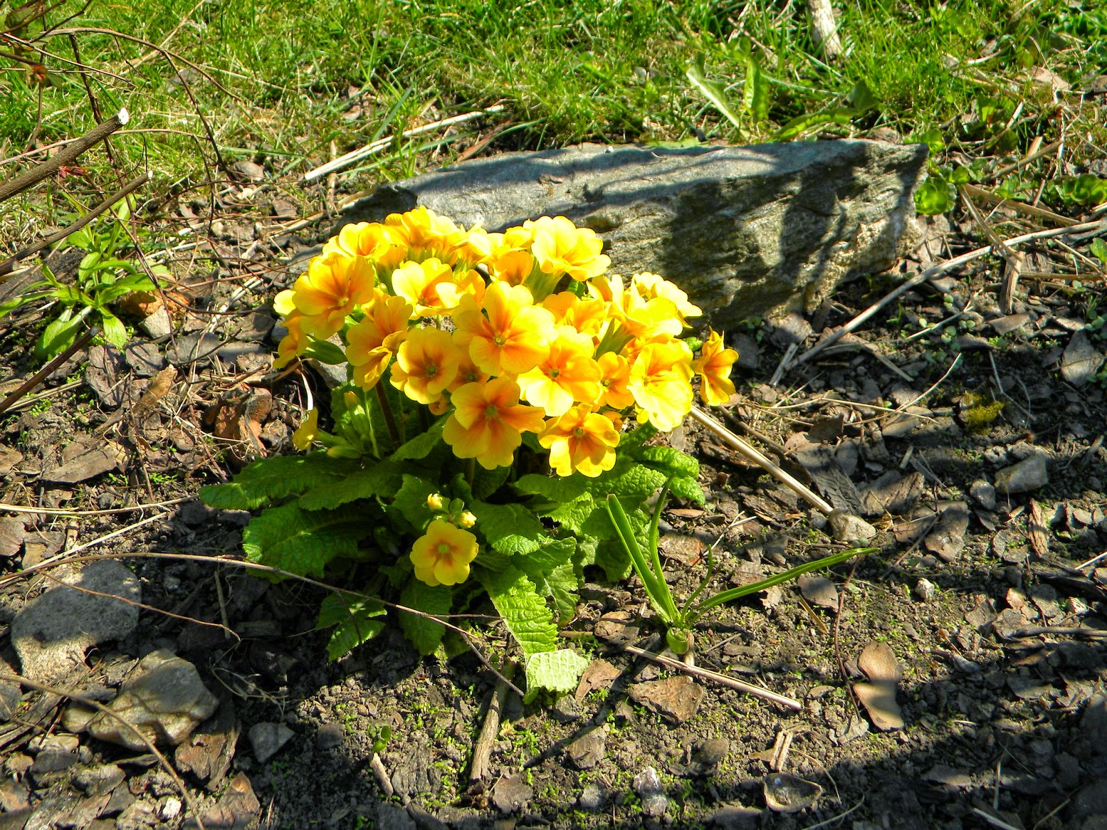 NAŠE ZAHRADY: Počítáme Jaro! Jarní slunce a rozkvetlé květy. Prvosenka ...