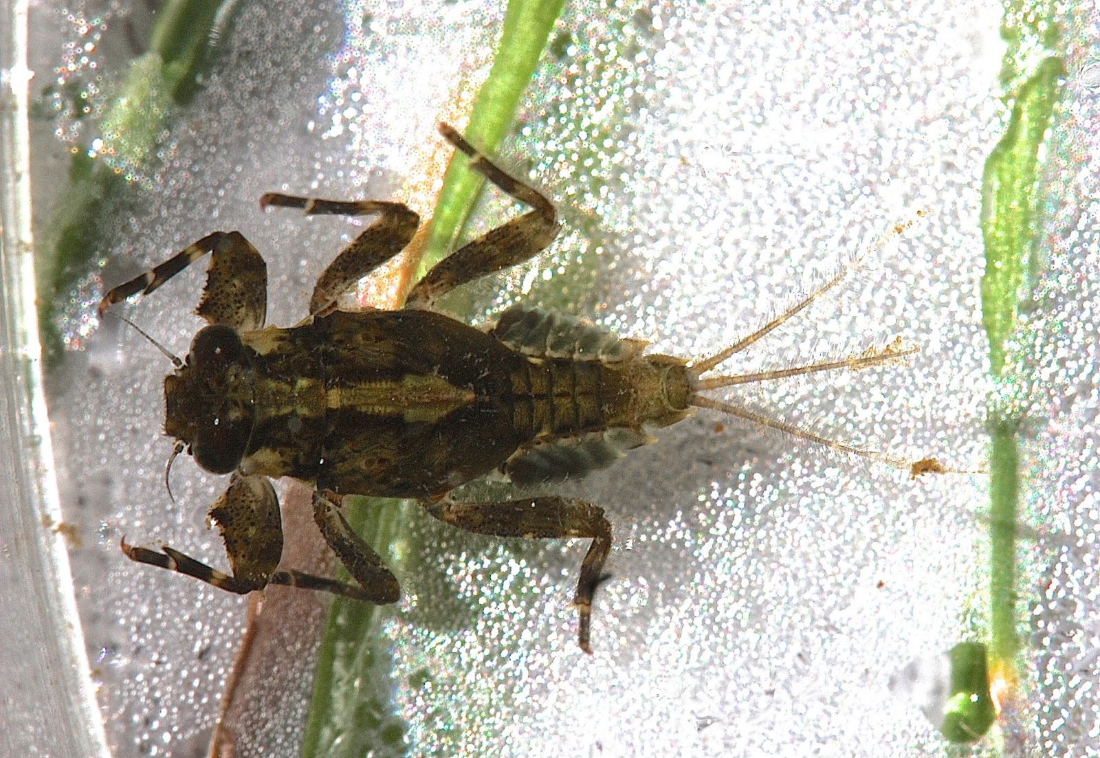 Aquatic Insects of Central Virginia: EPT Species List for Central ...