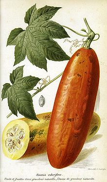 ZOCATO=PEPINO ANGOLO