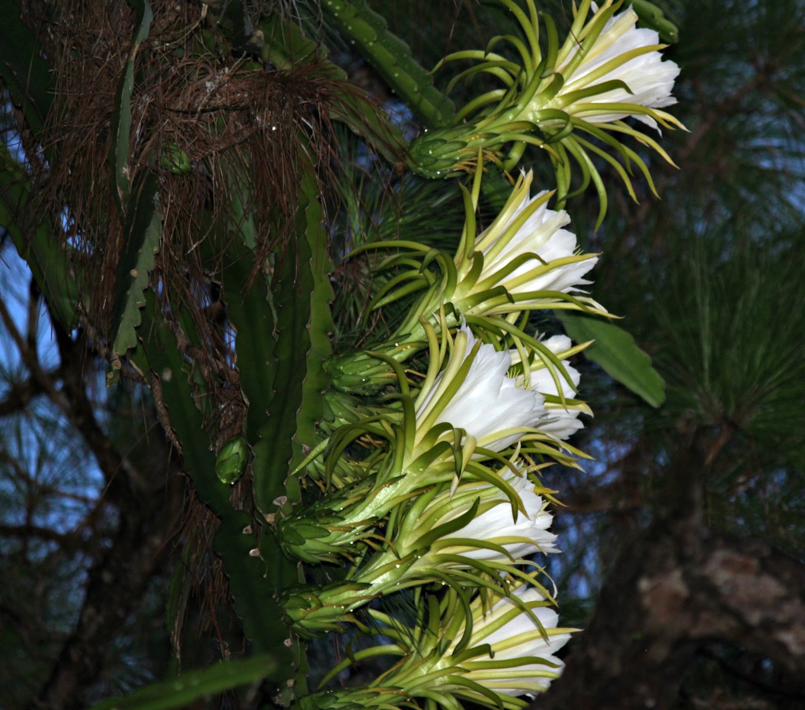 MadSnapper: Night Blooming Cactus