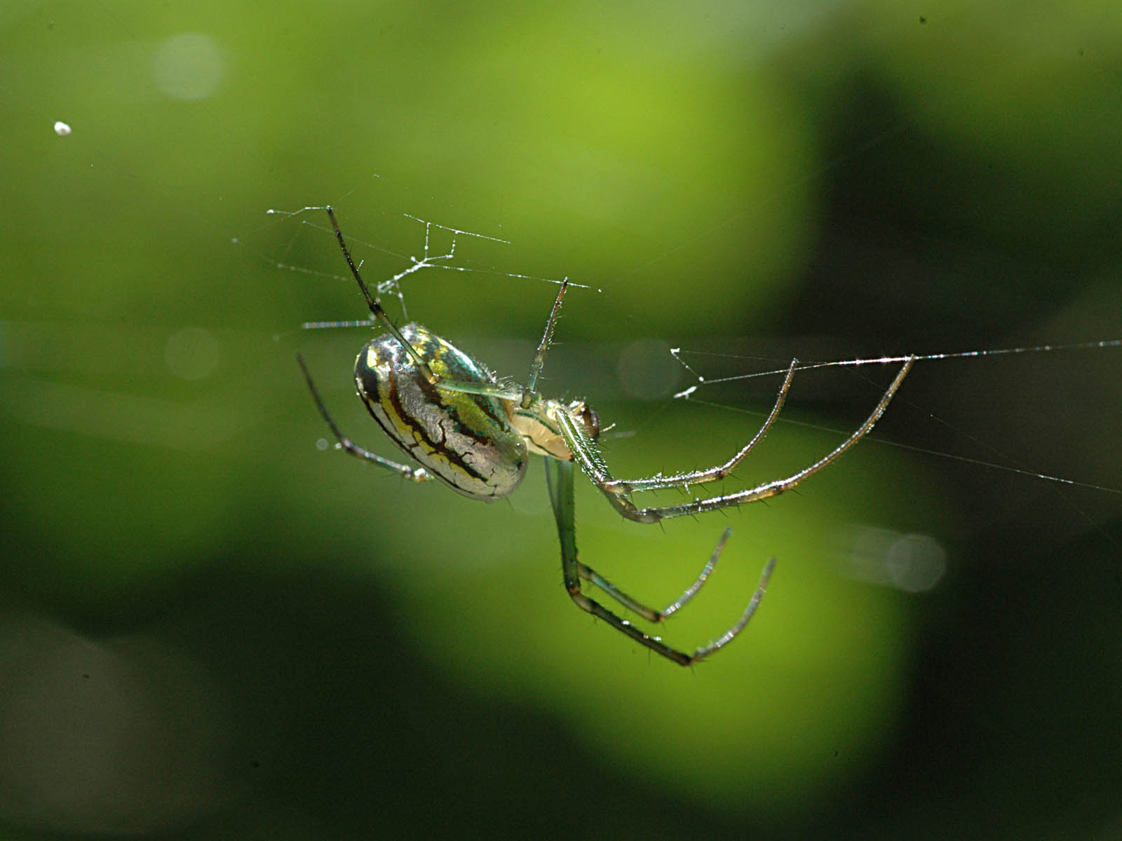 XS Wallpapers HD: Spider