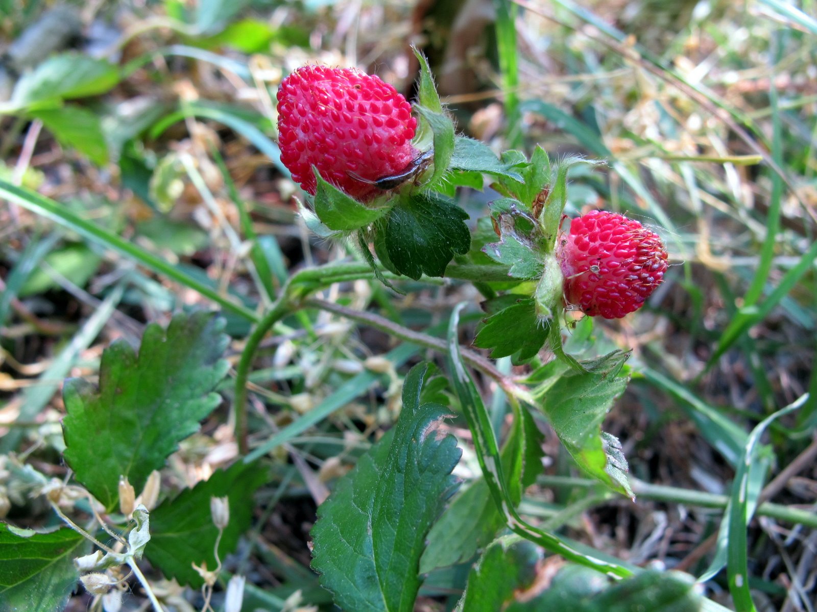FLORA NEL SALENTO e.. anche altrove: Potentilla indica (Andrews) Th ...