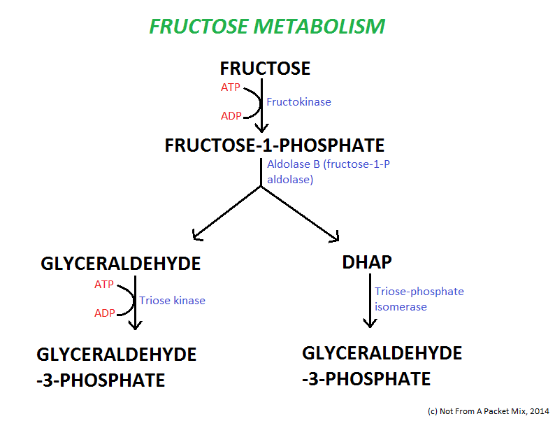 Bacterias Actuaciencia: Aldolasa, la fructosemia y la importancia de ...