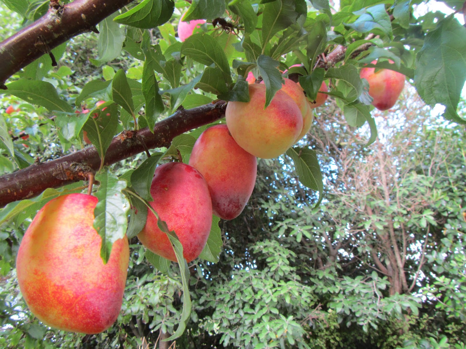 cabbage tree farm: Plums!