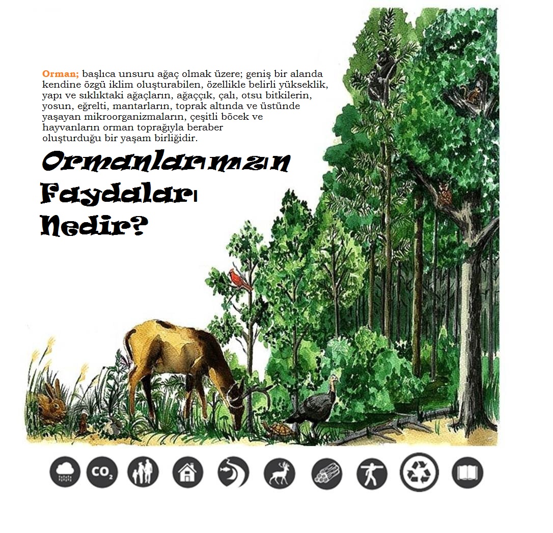 ORMANLARIMIZ VE ORMANLARIN FAYDALARI