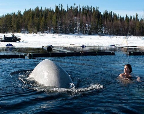 Paranormal And Strange World: Avseenko Natalia - Naked Russian Diver ...