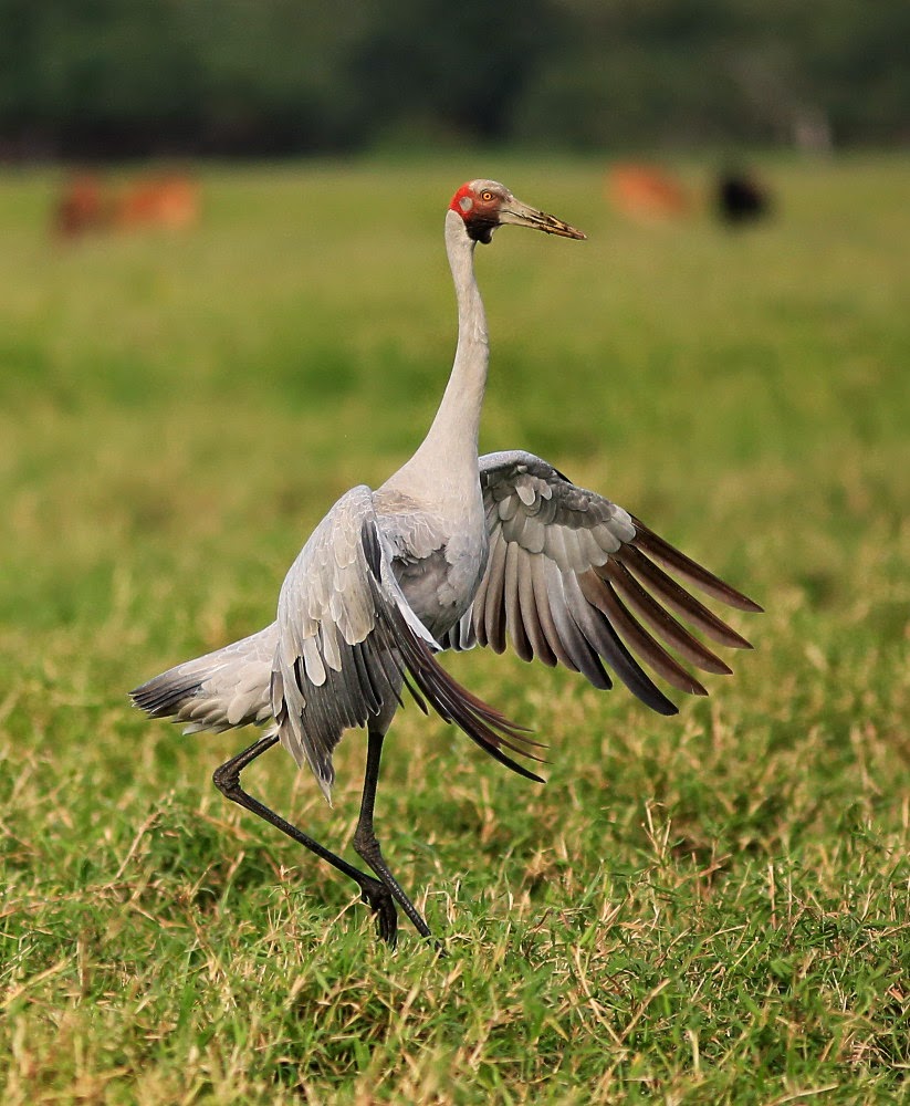 tyto tony: June 2014