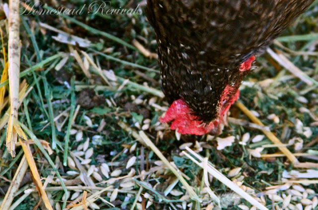 Homestead Revival: Happy Chickens