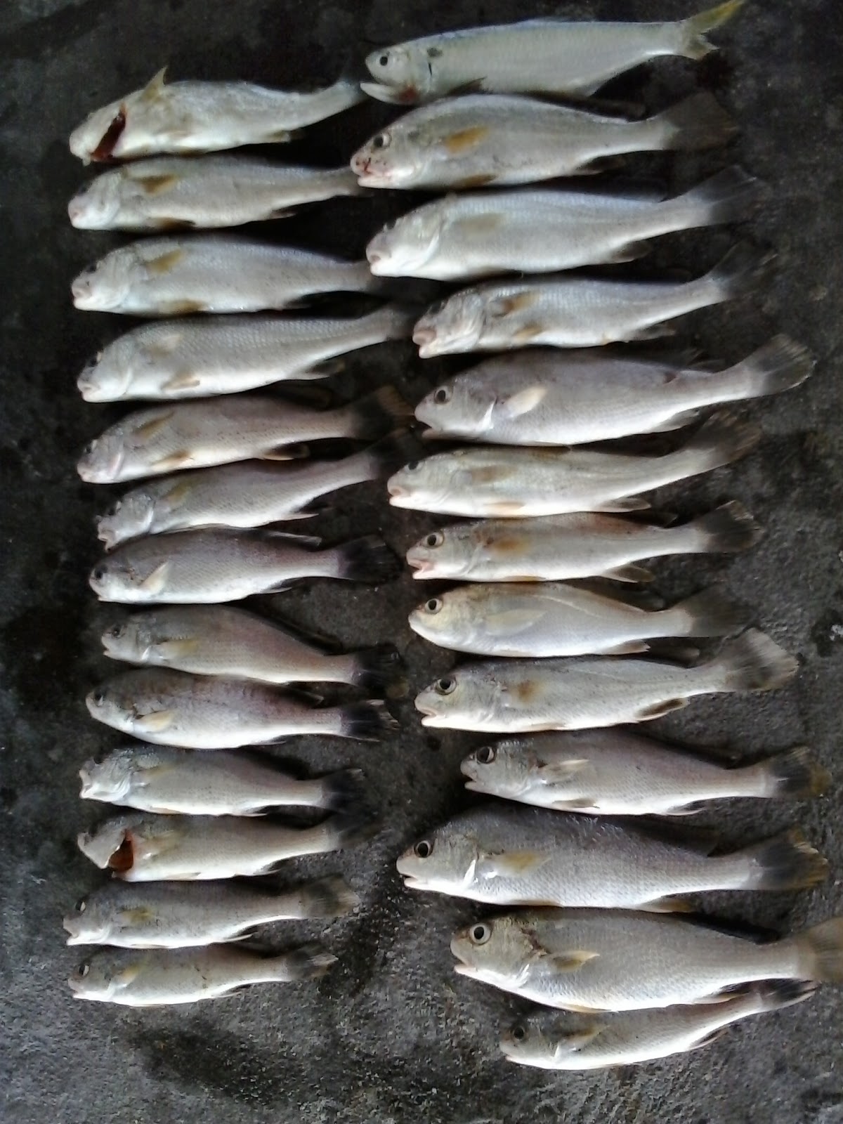 GOLDENSON Pancing Amatur Penang: Speed Fishing - Gelama