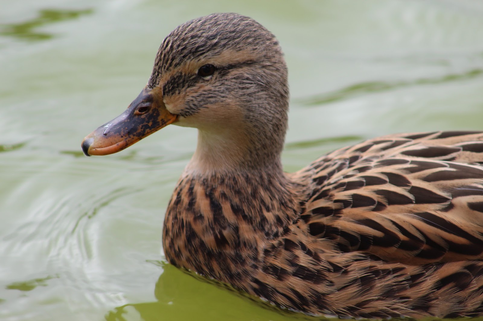 Tipe dan Bangsa Ternak itik. - Elinotes review